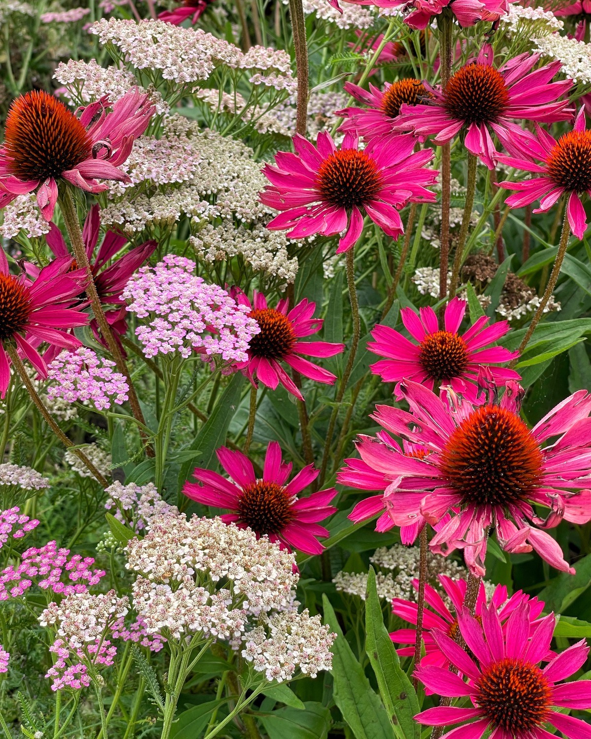 50 Summer Flowers That Will Make Your Garden Unforgettable - Planted Shack