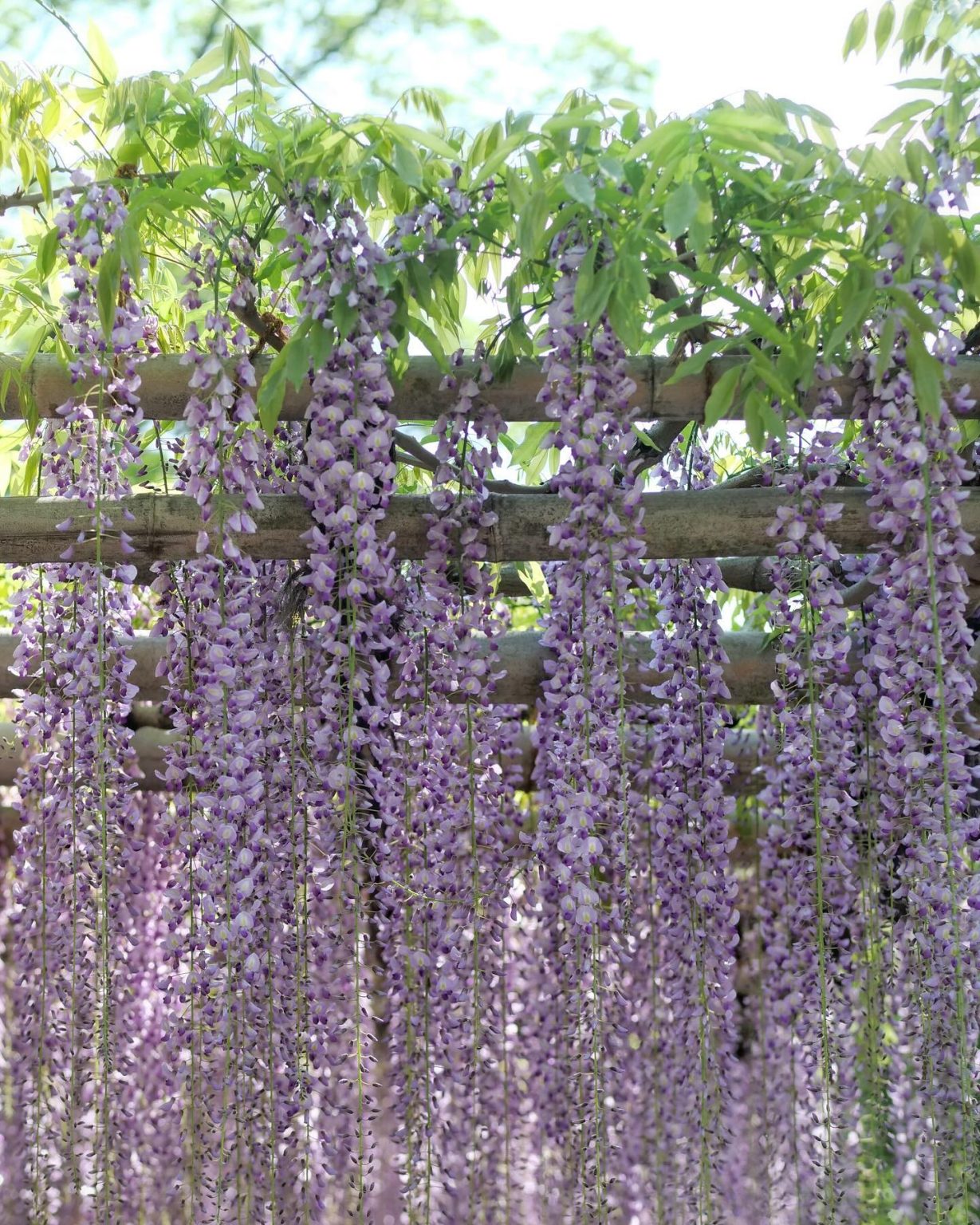50 Climbing Plants So Stunning, You’ll Want Them All - Planted Shack