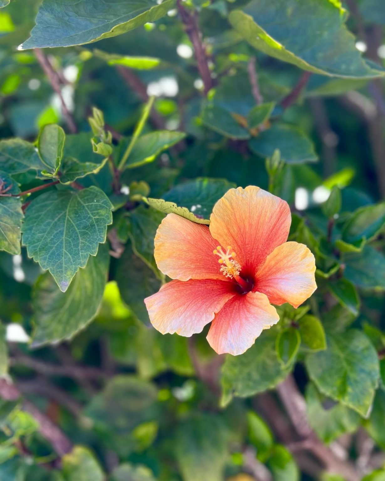 50 Climbing Plants So Stunning, You’ll Want Them All - Planted Shack
