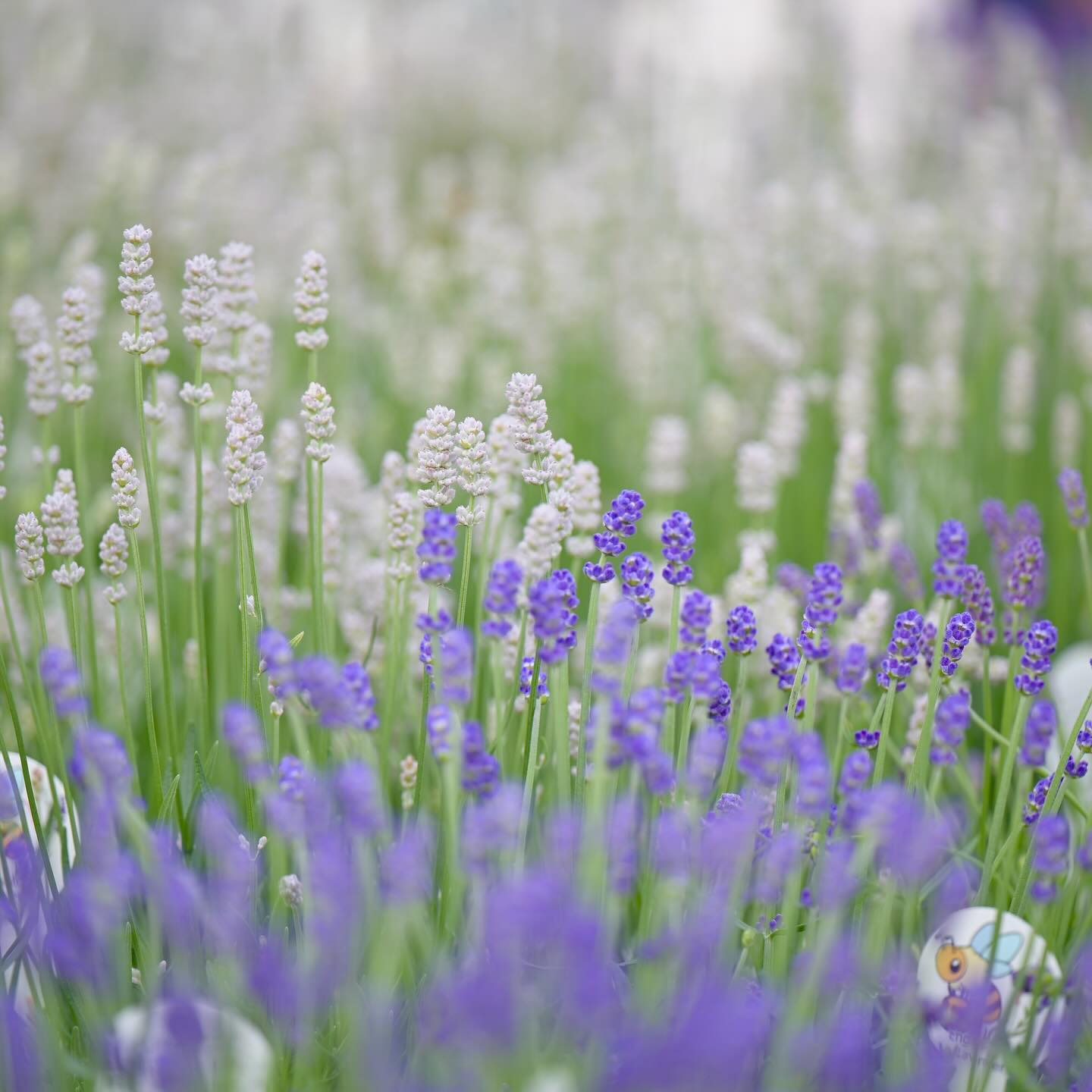 50 Plants to Create a Stunning Rock Garden Oasis - Planted Shack