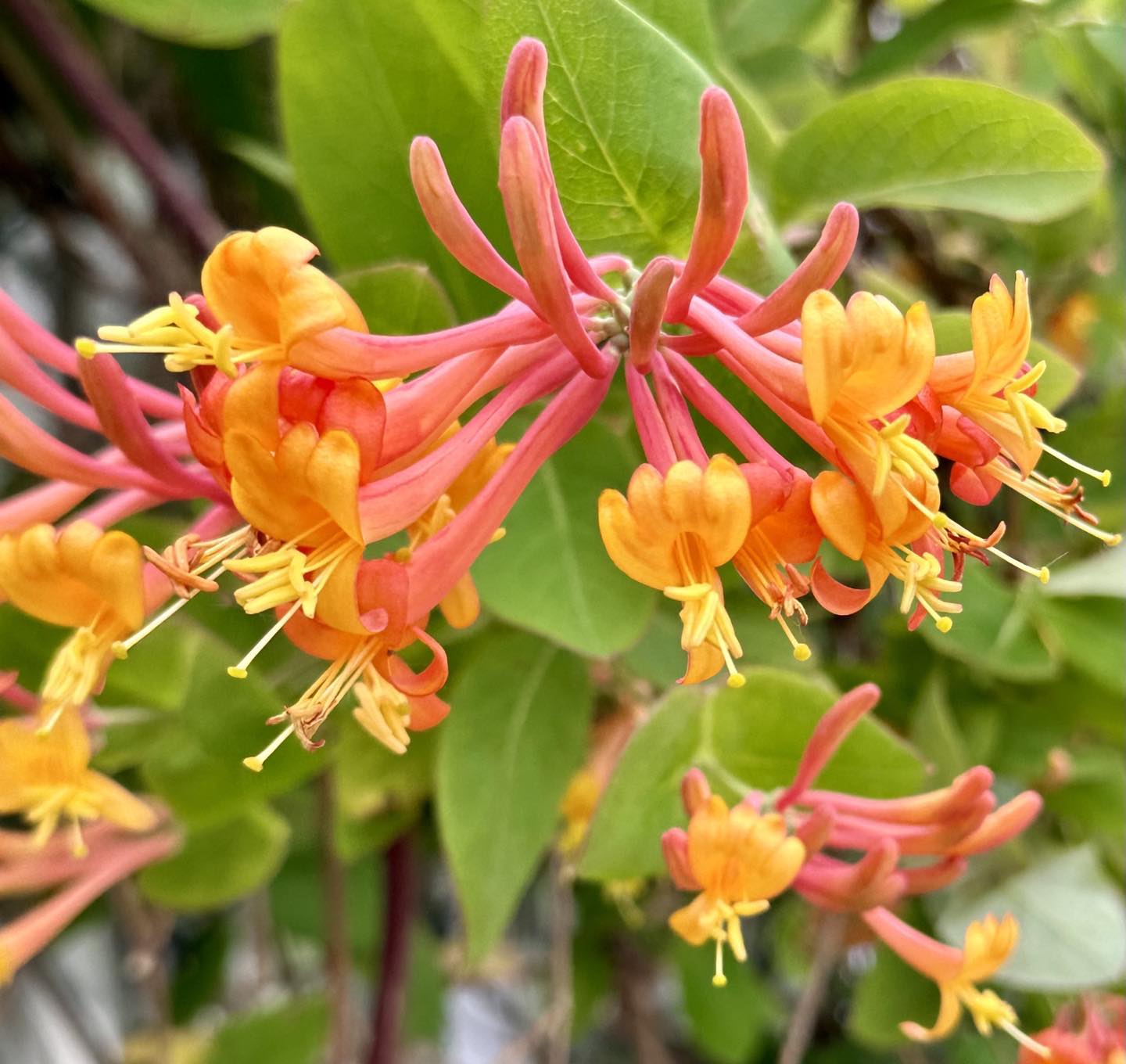 50 Climbing Plants So Stunning, You’ll Want Them All - Planted Shack