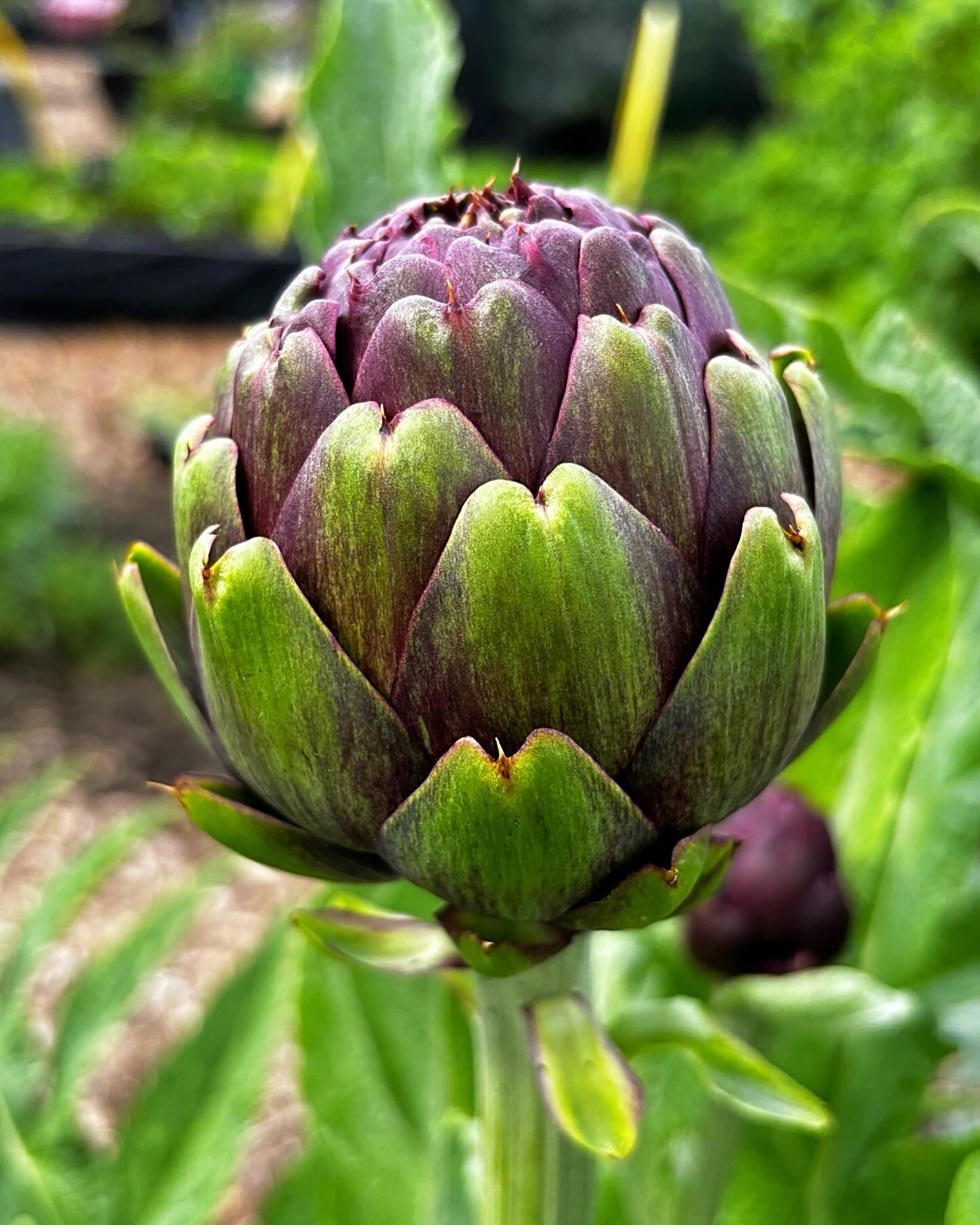 50 Best Plants for Edible Landscaping - Planted Shack