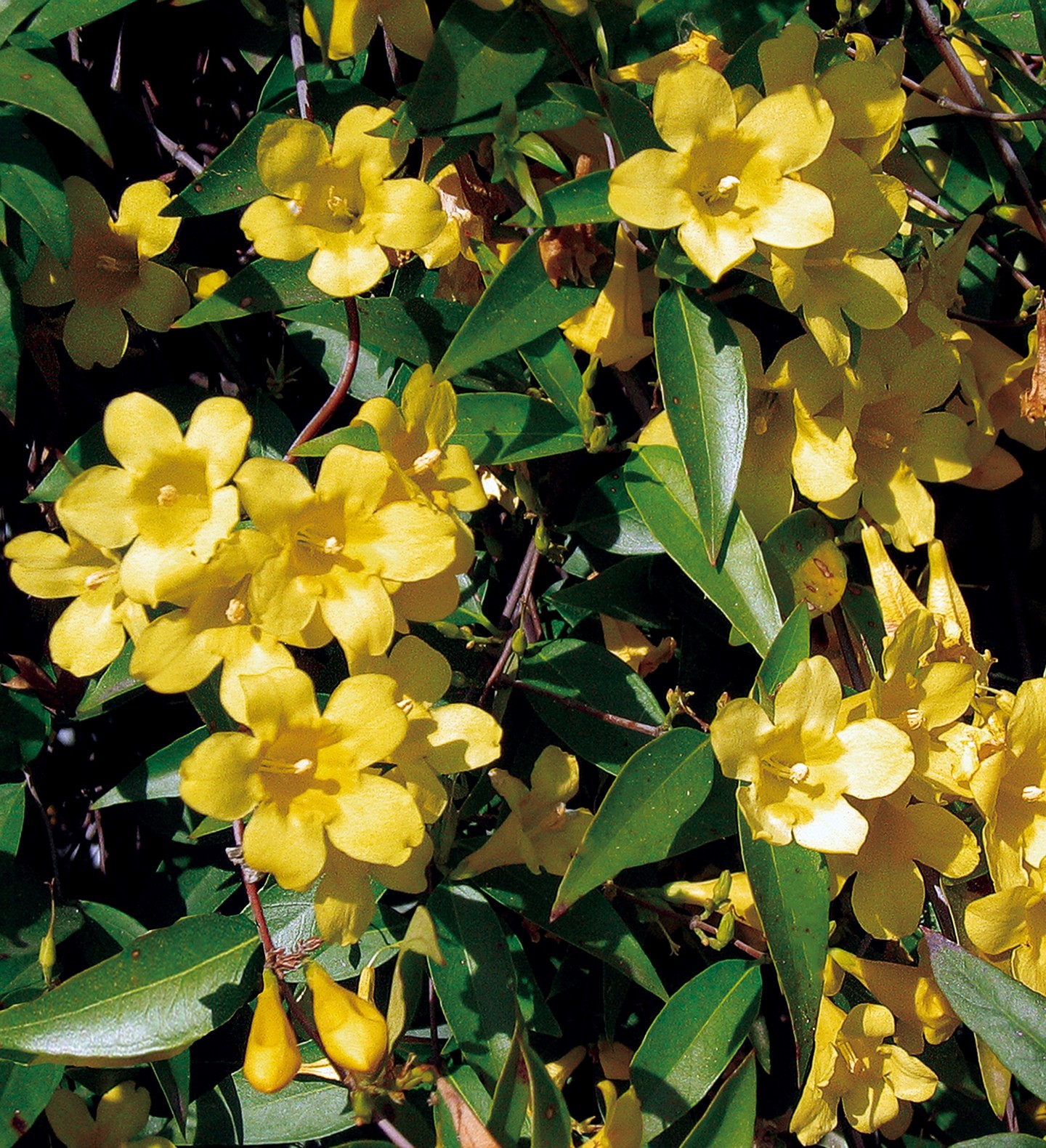 20 Vertical Blooms to Create a Breathtaking Garden! - Planted Shack