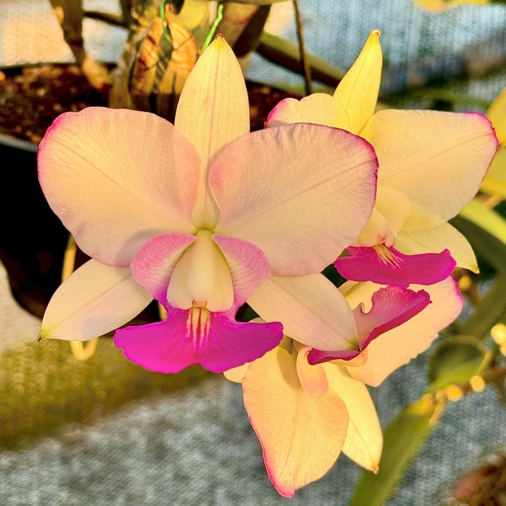 20 Amazing Orchids: A Guide to Growing and Enjoying Exotic Blooms ...