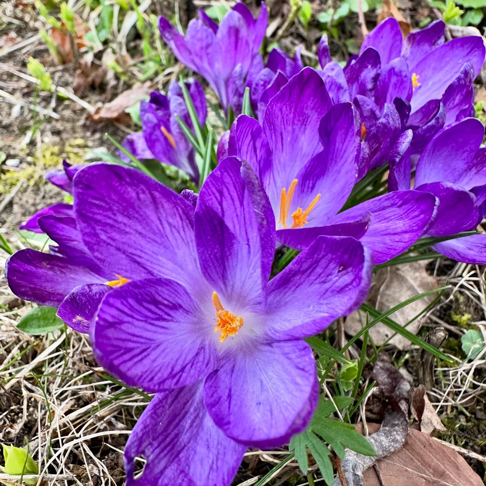 50 Autumn Flowers So Stunning, You’ll Want Them All - Planted Shack