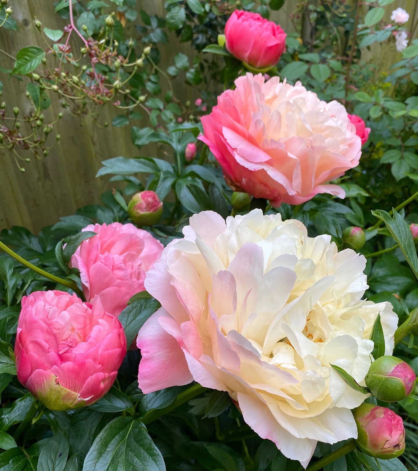 The Top 50 Plants Every Small Garden Needs - Planted Shack