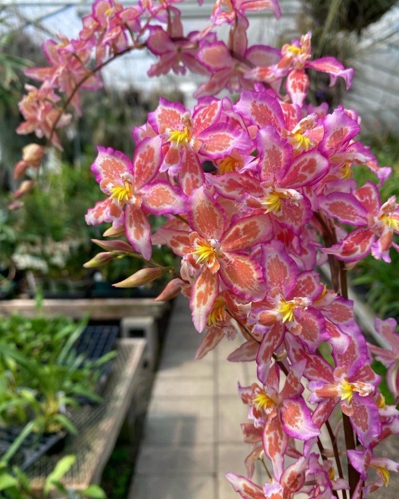 20 Purple Orchids: A Guide to Growing and Enjoying Enchanting Blooms ...