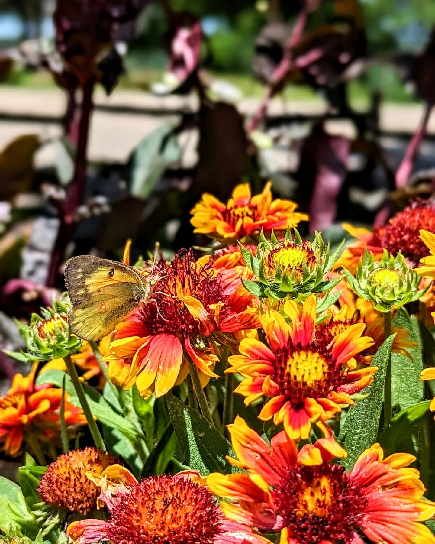 50 Autumn Flowers So Stunning, You’ll Want Them All - Planted Shack