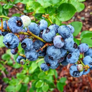 50 Best Plants for Edible Landscaping - Planted Shack