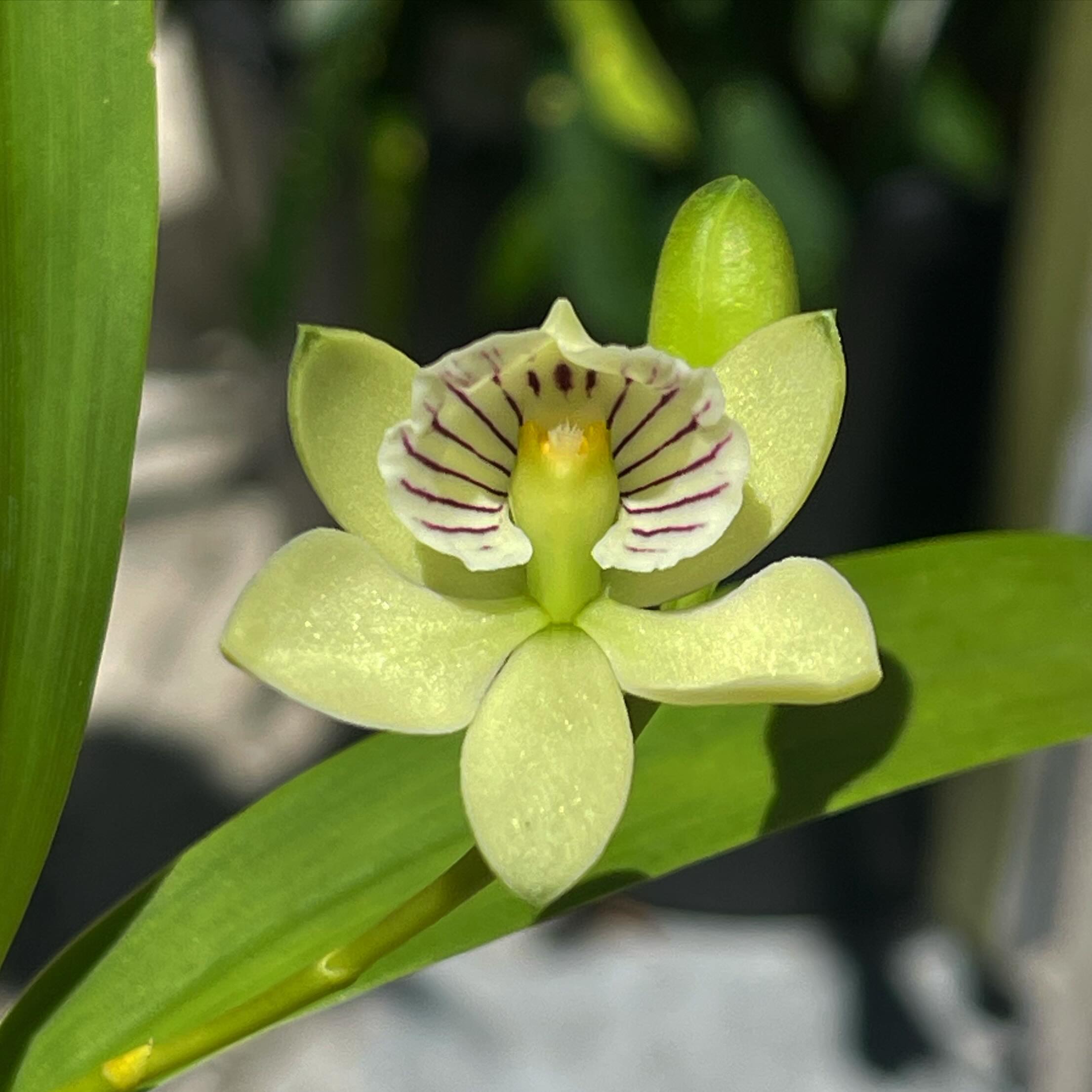 20 Amazing Orchids: A Guide to Growing and Enjoying Exotic Blooms ...