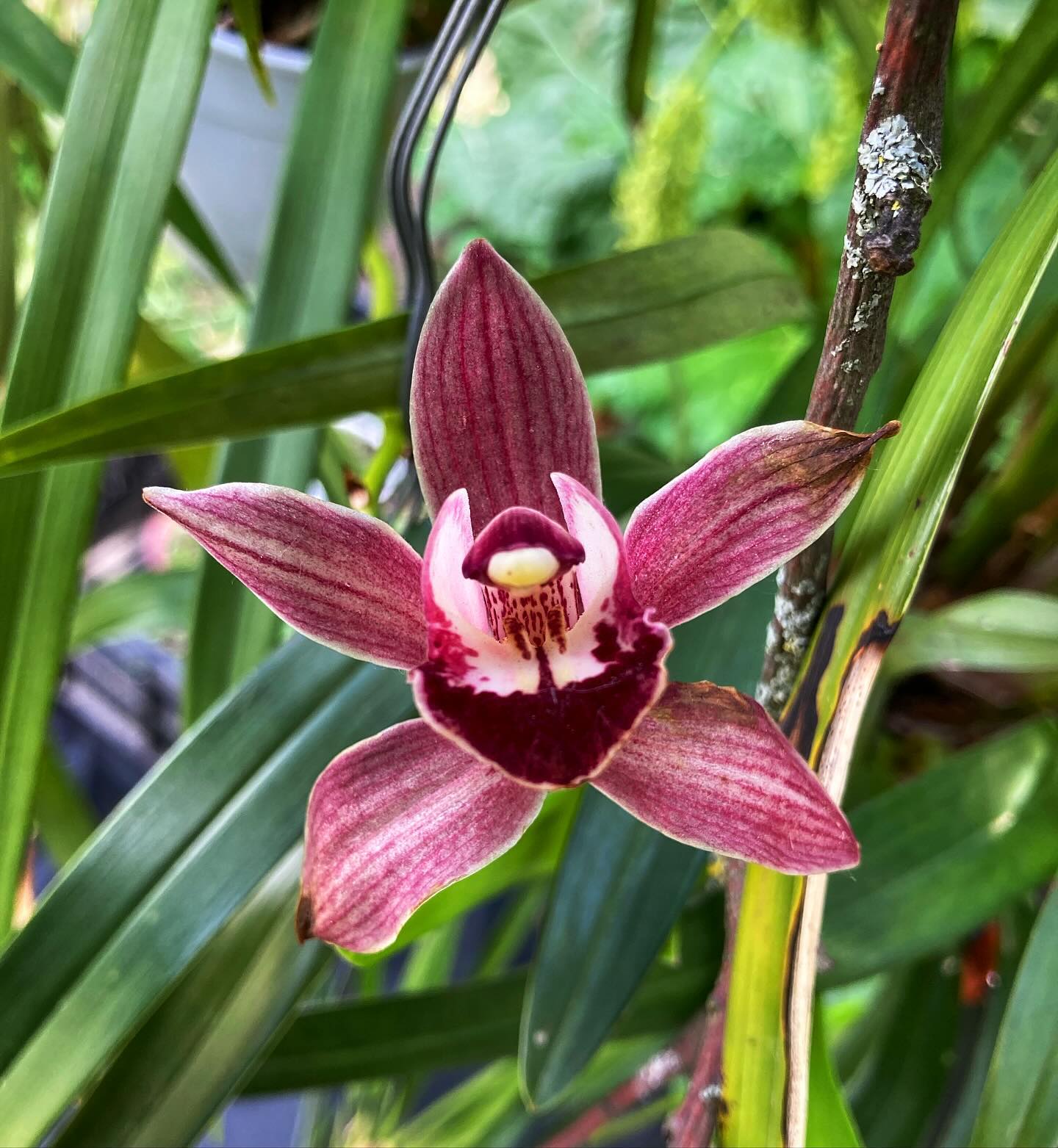 20 Amazing Orchids: A Guide to Growing and Enjoying Exotic Blooms ...