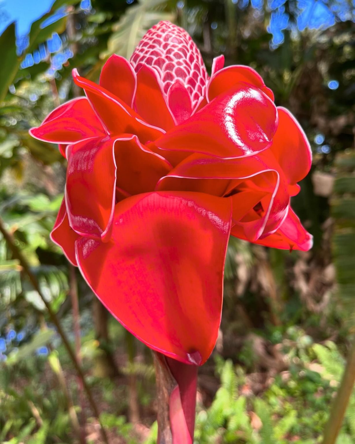 20 Tropical Flowers: A Guide to Growing and Enjoying Exotic Blooms ...