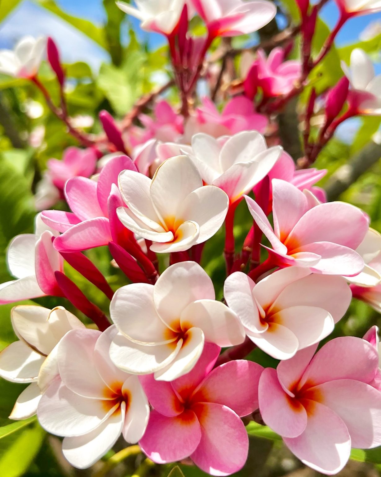 20 Tropical Flowers: A Guide to Growing and Enjoying Exotic Blooms ...