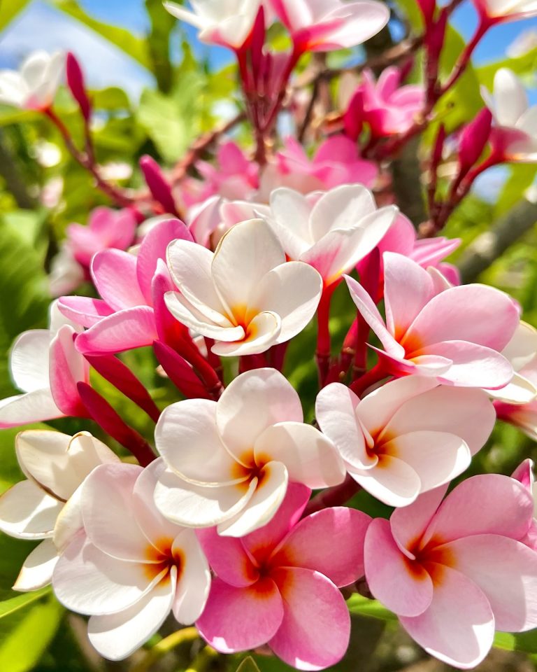 20 Tropical Flowers: A Guide to Growing and Enjoying Exotic Blooms ...