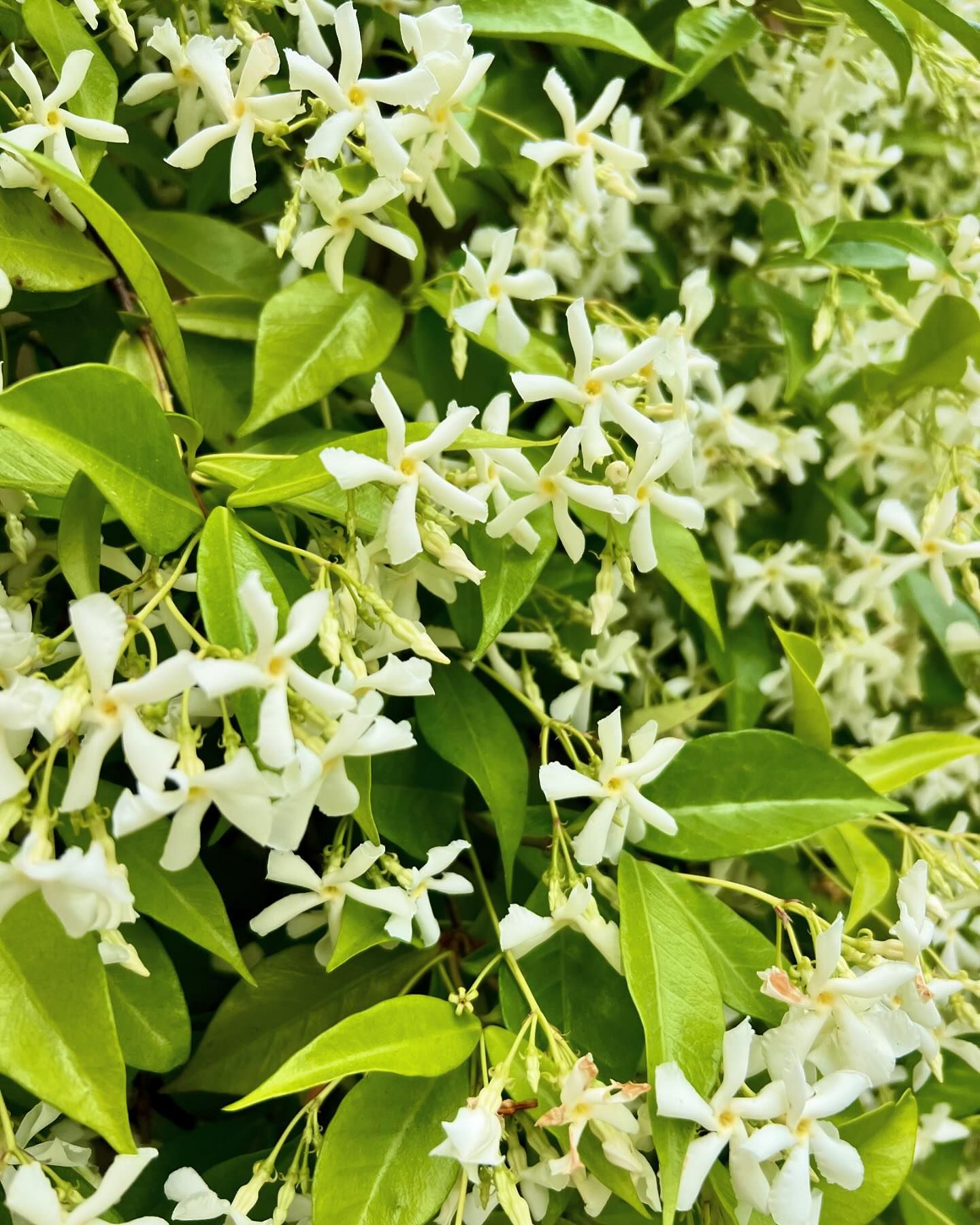 20 Vertical Blooms to Create a Breathtaking Garden! - Planted Shack