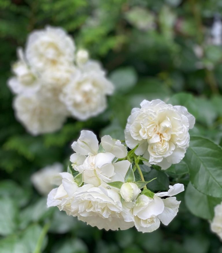 20 Vertical Blooms to Create a Breathtaking Garden! - Planted Shack