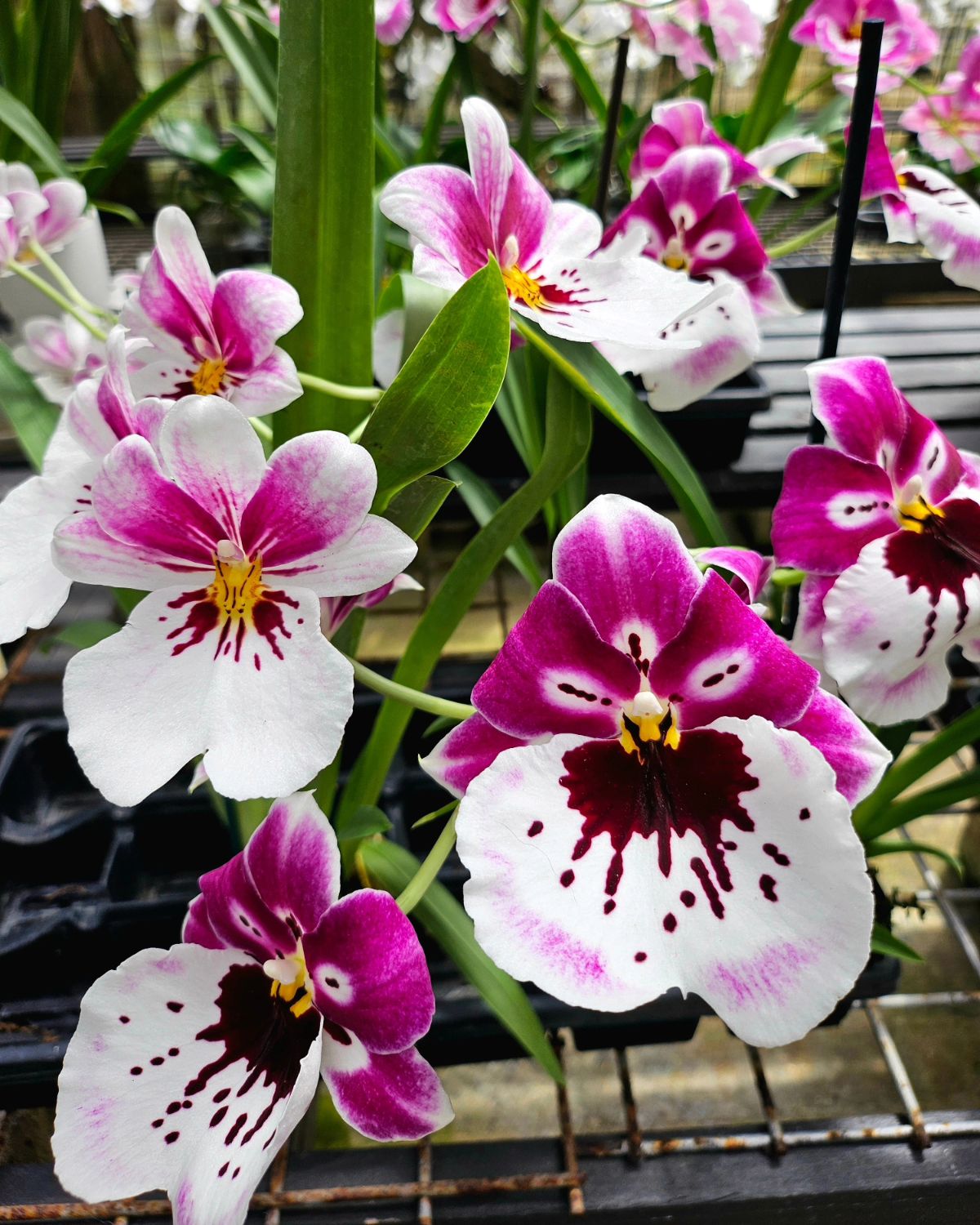 20 Purple Orchids: A Guide to Growing and Enjoying Enchanting Blooms ...
