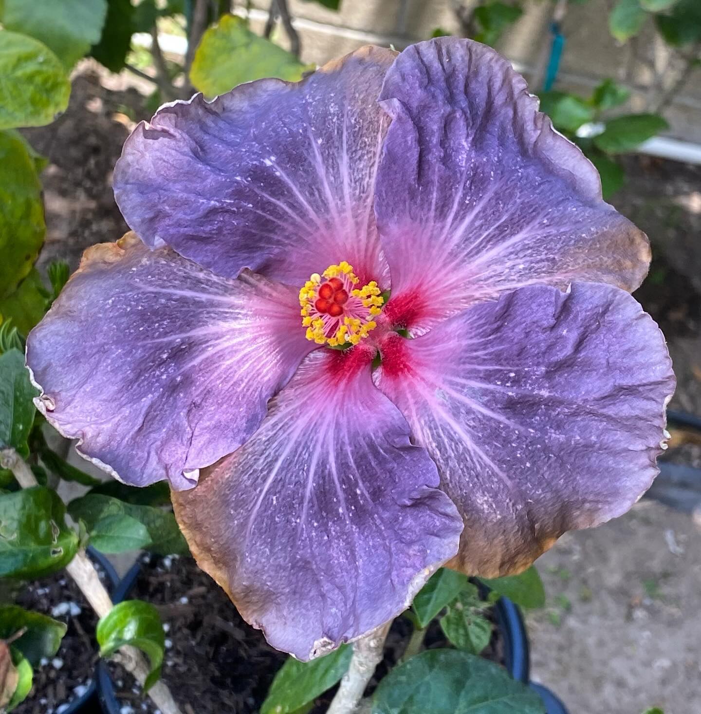 20 Tropical Flowers: A Guide to Growing and Enjoying Exotic Blooms ...