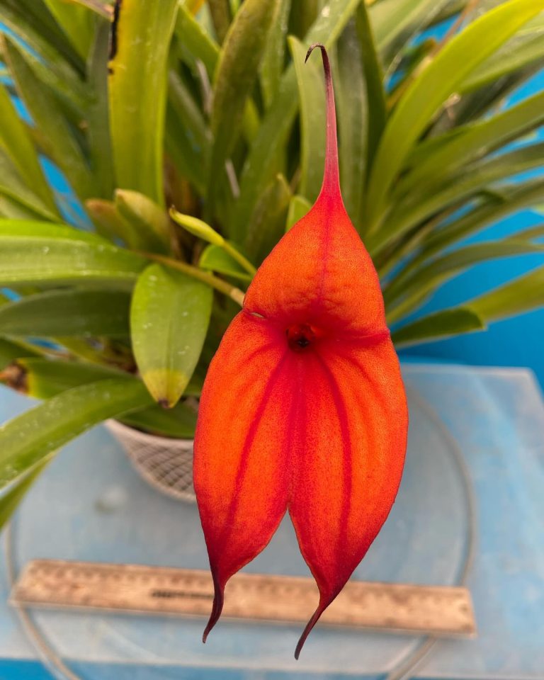 20 Amazing Orchids: A Guide to Growing and Enjoying Exotic Blooms ...