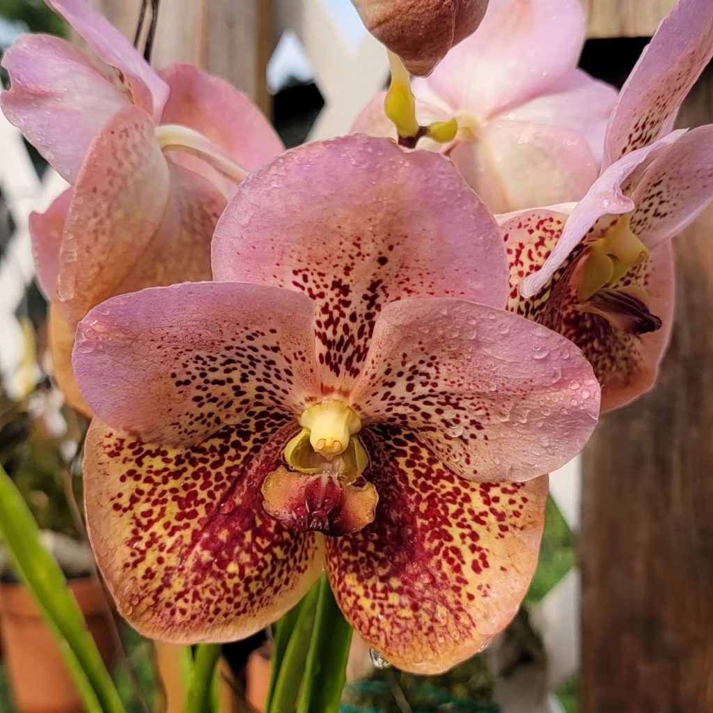 20 Purple Orchids: A Guide to Growing and Enjoying Enchanting Blooms ...