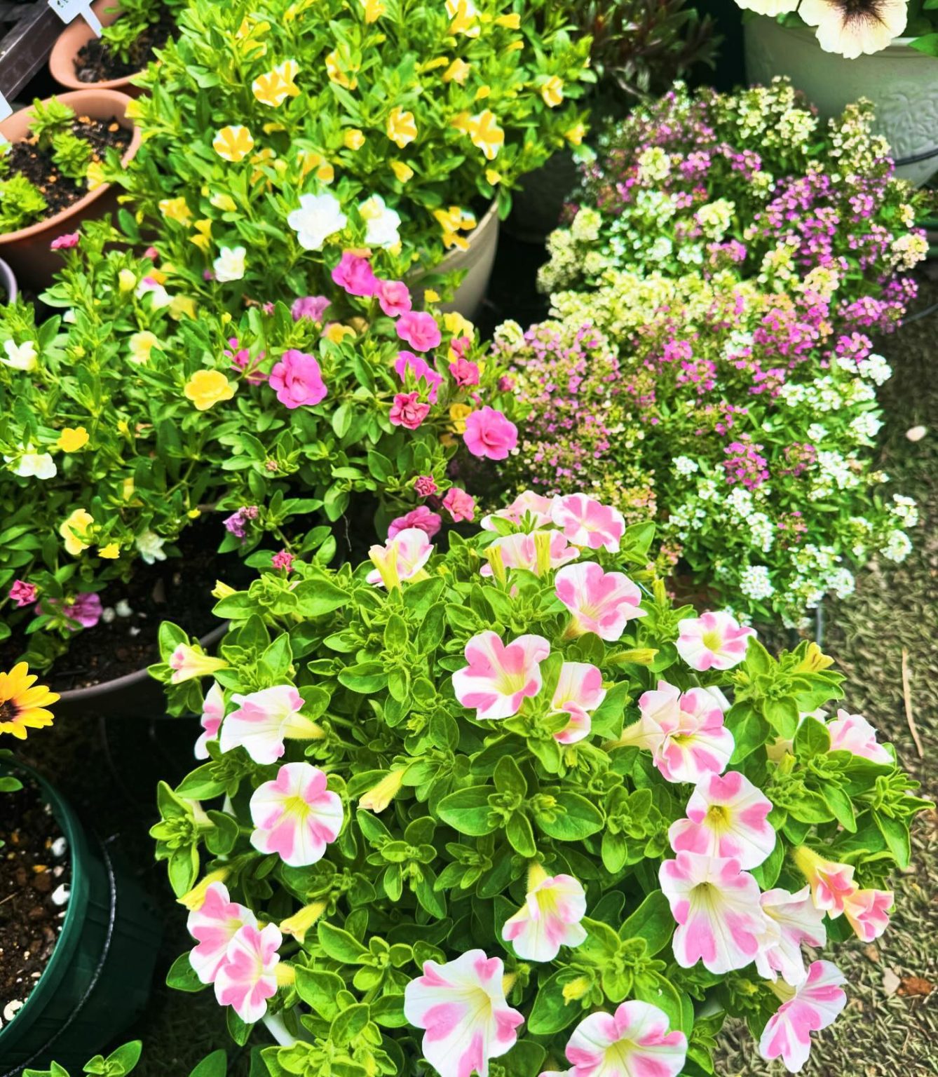 Discover the 50 Most Stunning Flowers for Container Gardens! - Planted ...