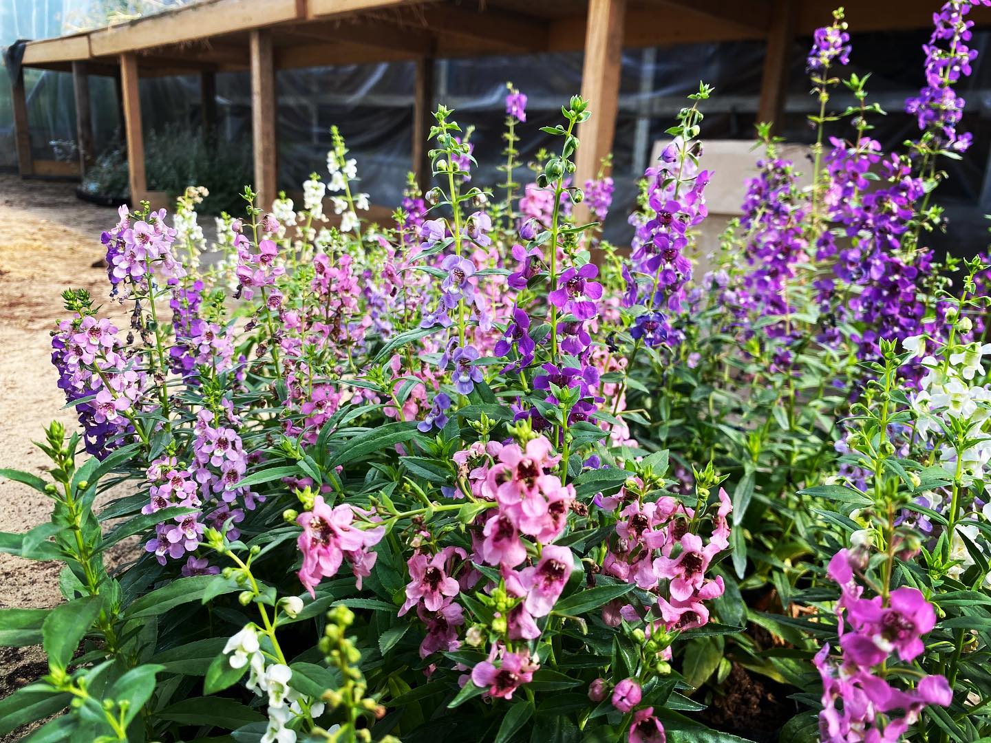 Discover the 50 Most Stunning Flowers for Container Gardens! - Planted ...