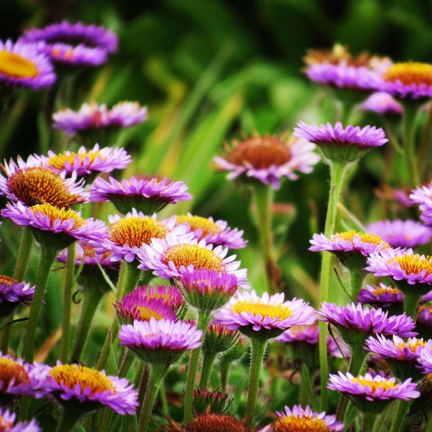 50 Must-See Plants for Creating a Lush Coastal Garden - Planted Shack