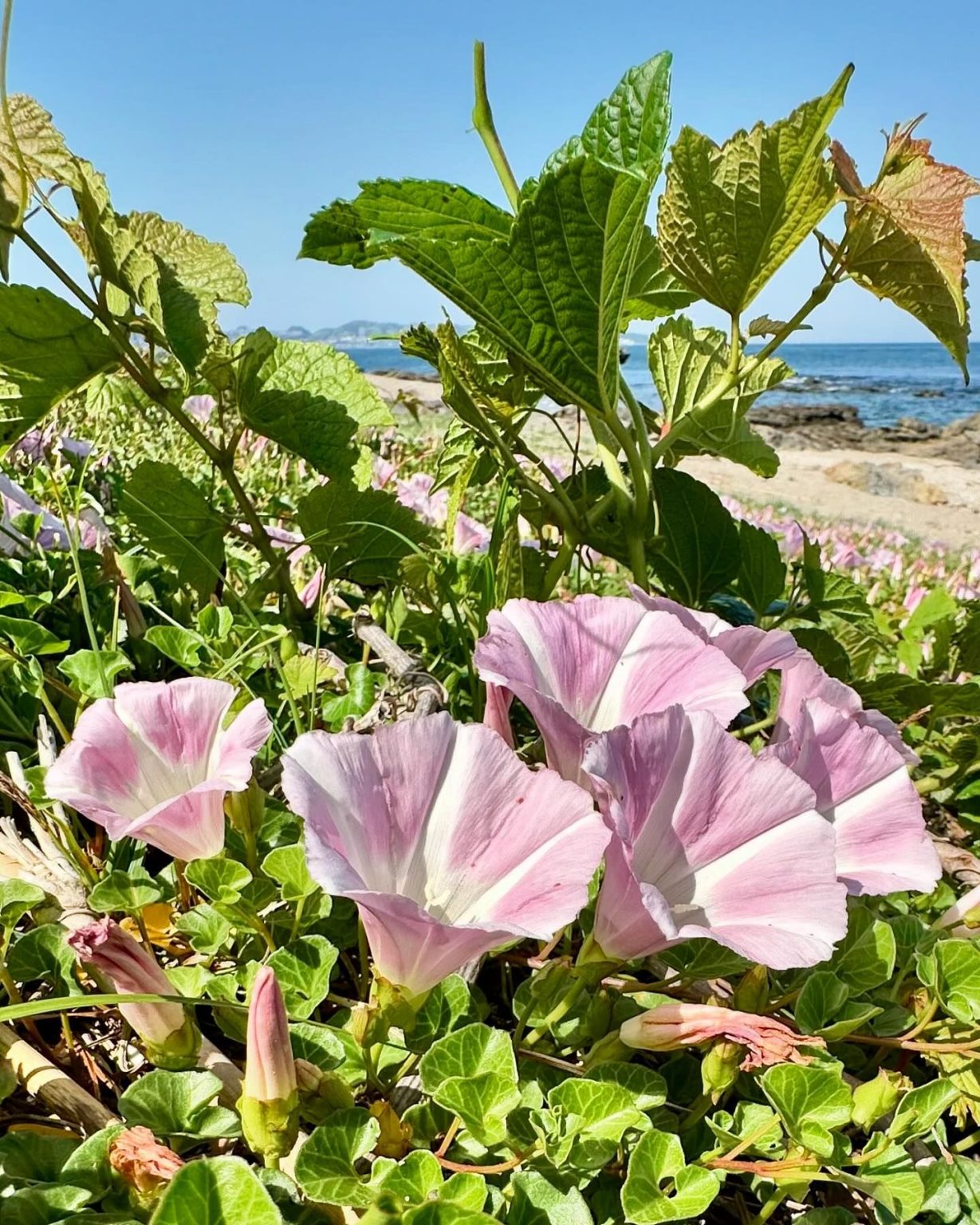 50 Must-See Plants for Creating a Lush Coastal Garden - Planted Shack
