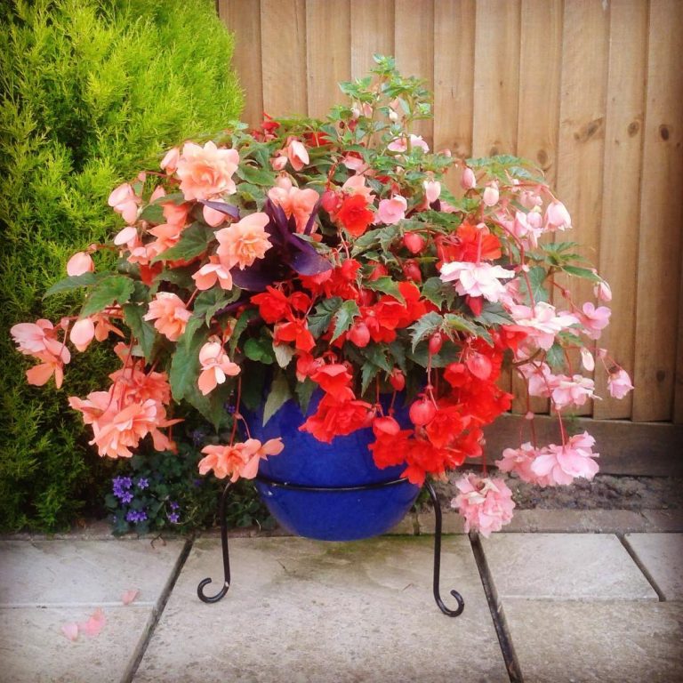 Discover the 50 Most Stunning Flowers for Container Gardens! - Planted ...