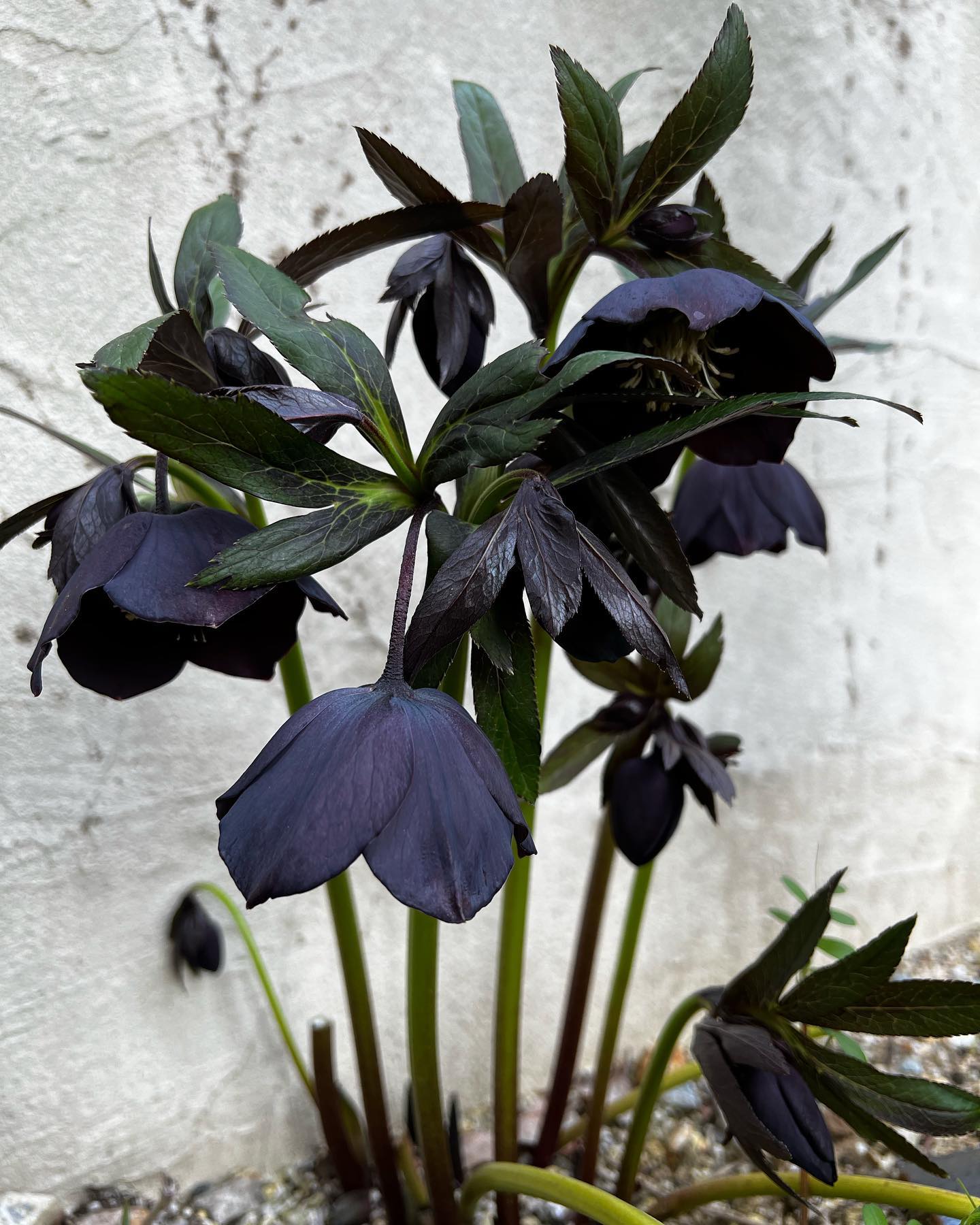 20 Dark Flowers: A Guide to Growing and Enjoying Dramatic Blooms ...