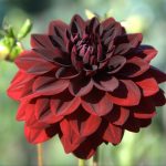 20 Dark Flowers: A Guide to Growing and Enjoying Dramatic Blooms ...