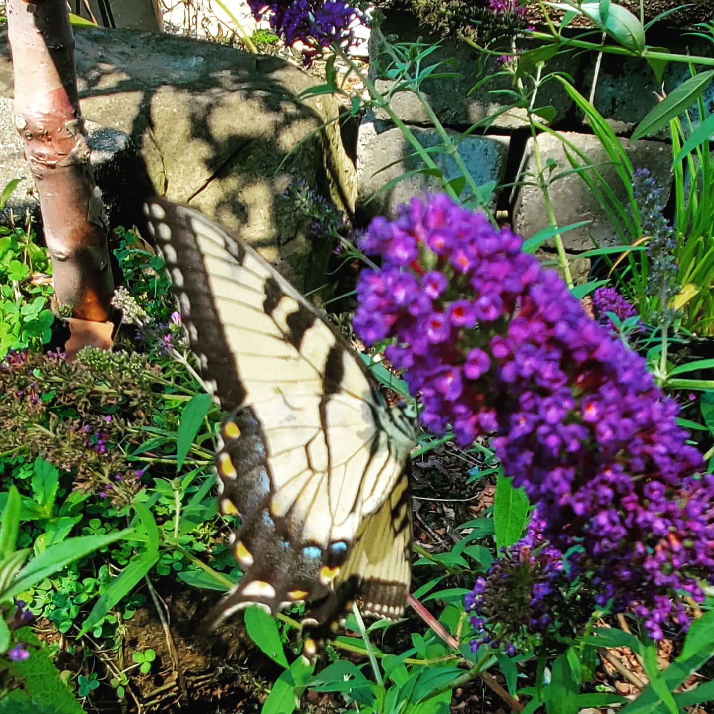20 Dark Flowers: A Guide to Growing and Enjoying Dramatic Blooms ...