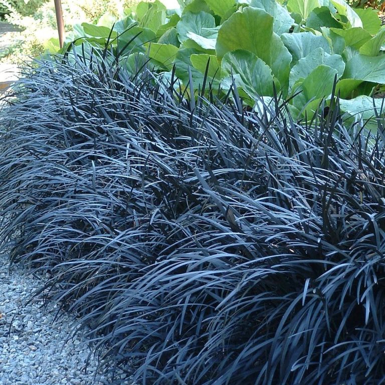 20 Dark Flowers: A Guide to Growing and Enjoying Dramatic Blooms ...