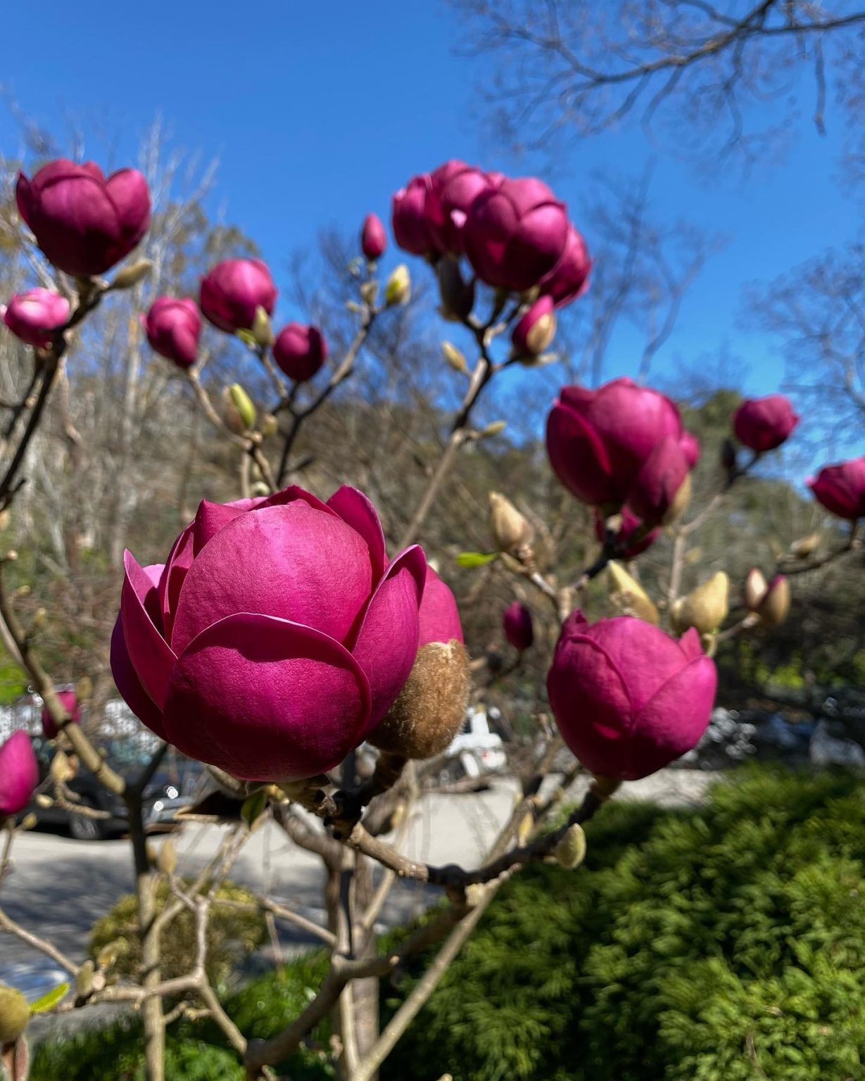 20 Dark Flowers: A Guide to Growing and Enjoying Dramatic Blooms ...