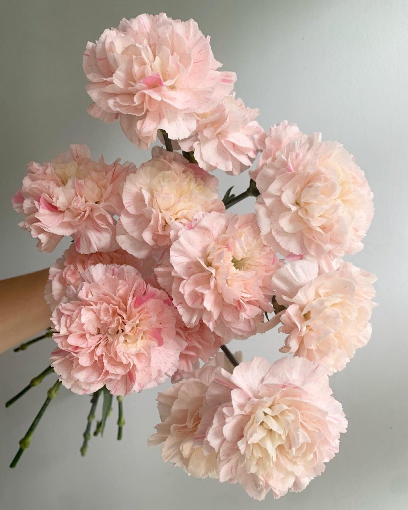 20 Pretty Flowers: A Guide to Growing and Enjoying Delightful Blooms ...