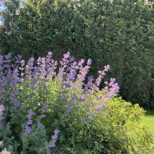 These 50 Perennials Will Make Your Cut Flowers Unforgettable – Planted ...