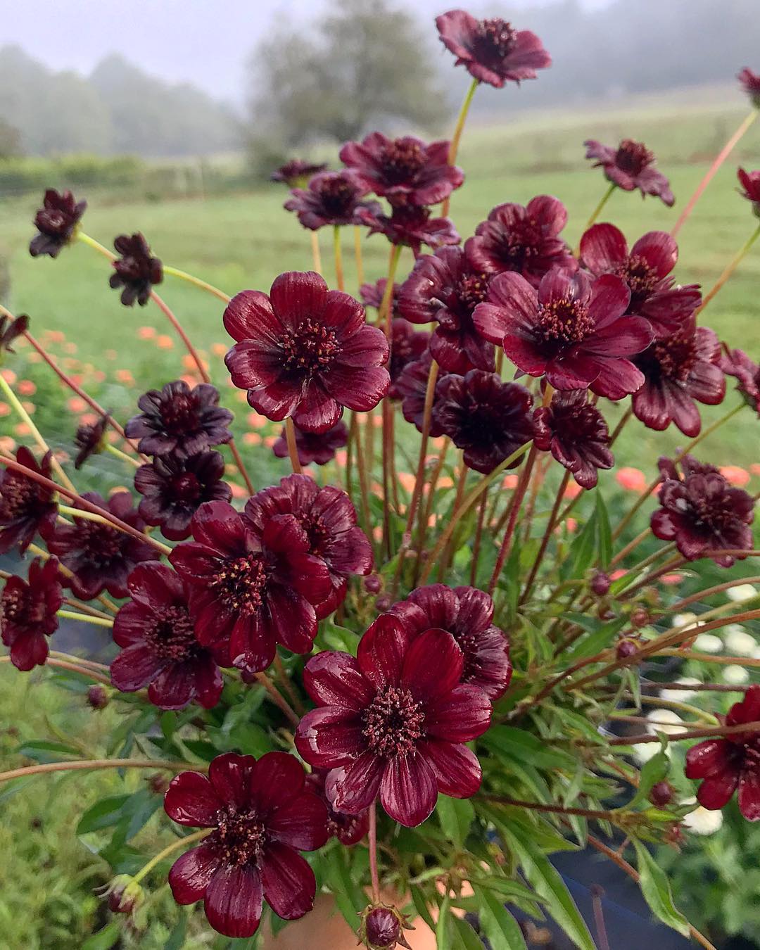 20 Dark Flowers: A Guide to Growing and Enjoying Dramatic Blooms ...