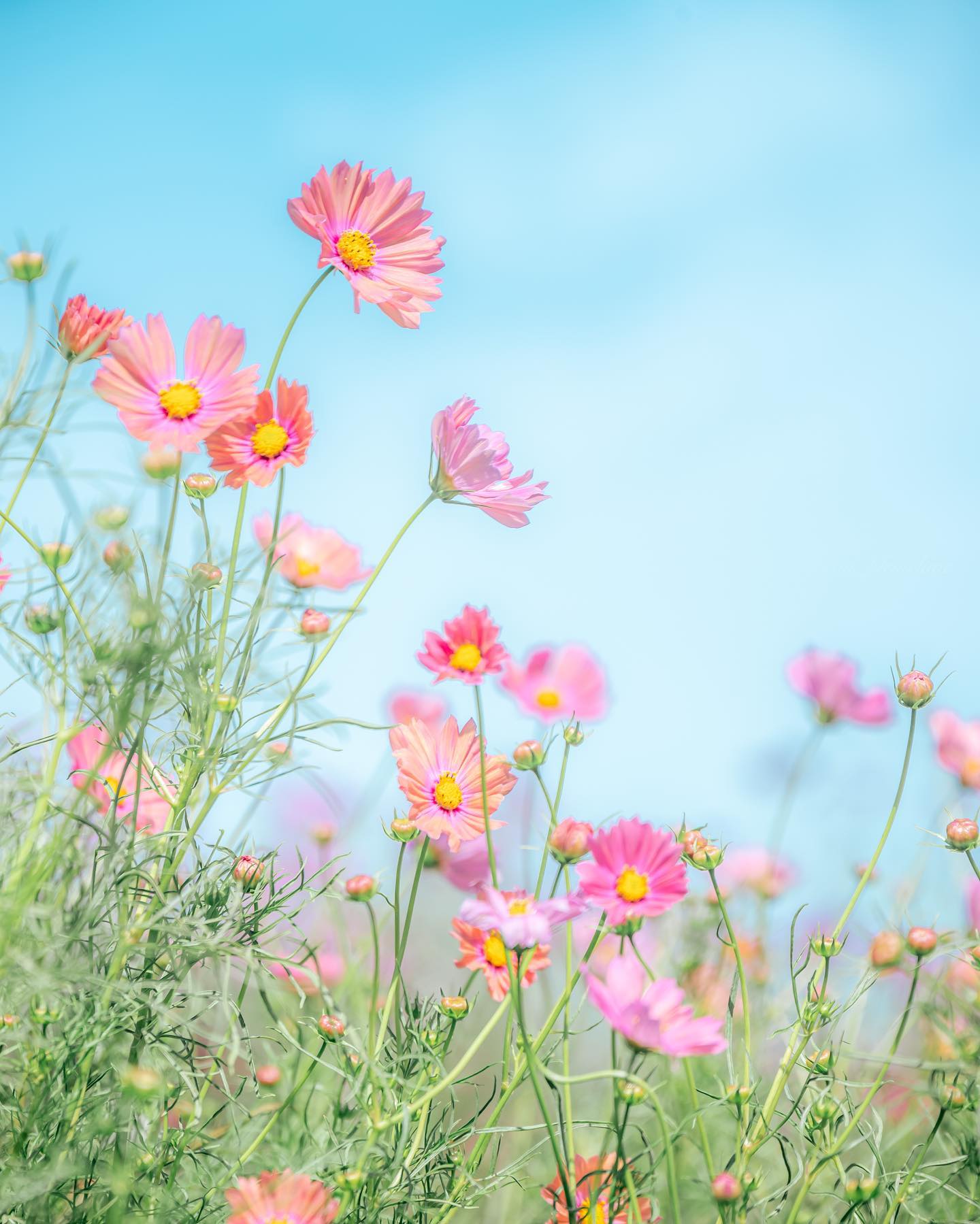 20 Pretty Flowers: A Guide to Growing and Enjoying Delightful Blooms ...