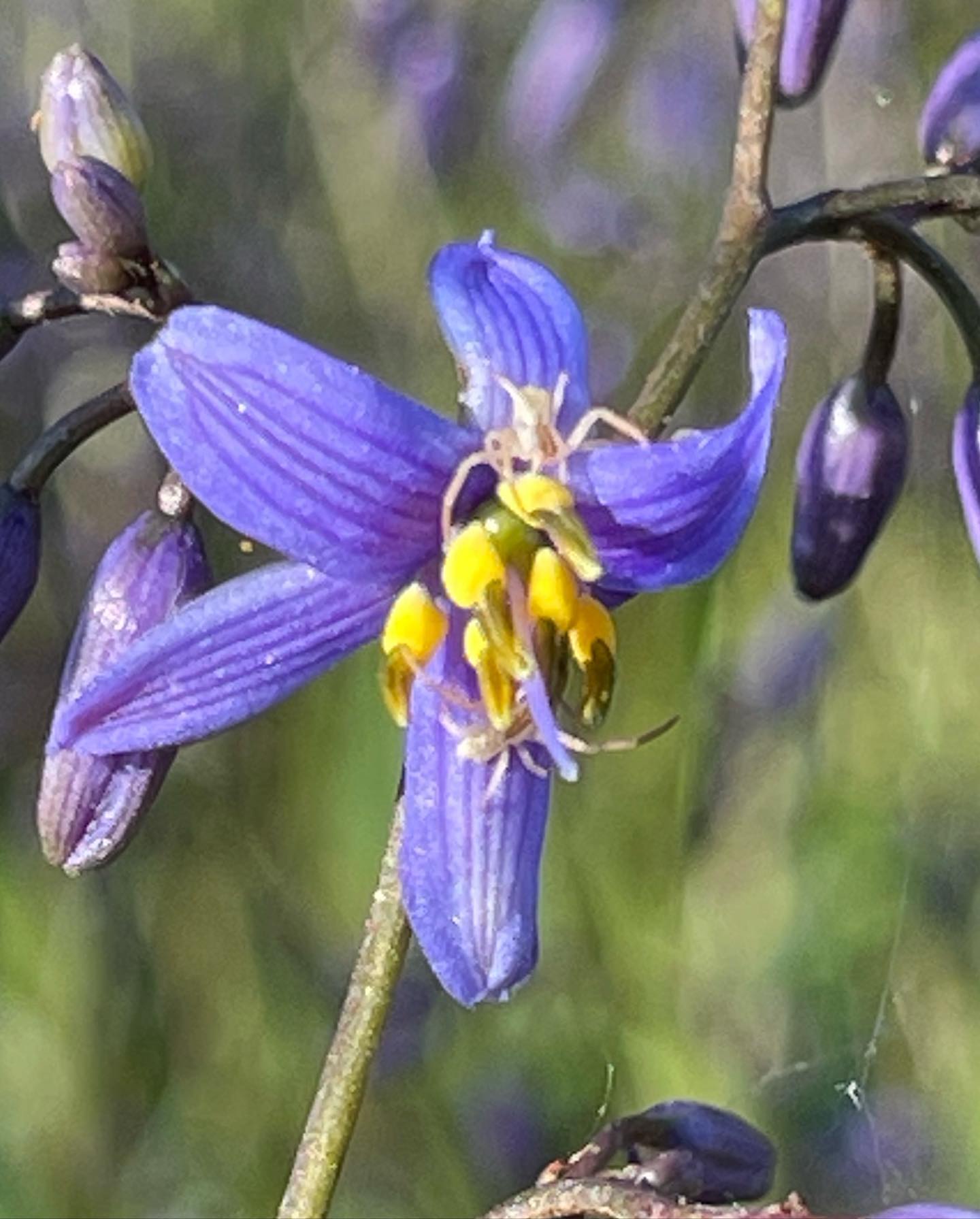 50 Must-See Plants for Creating a Lush Coastal Garden - Planted Shack