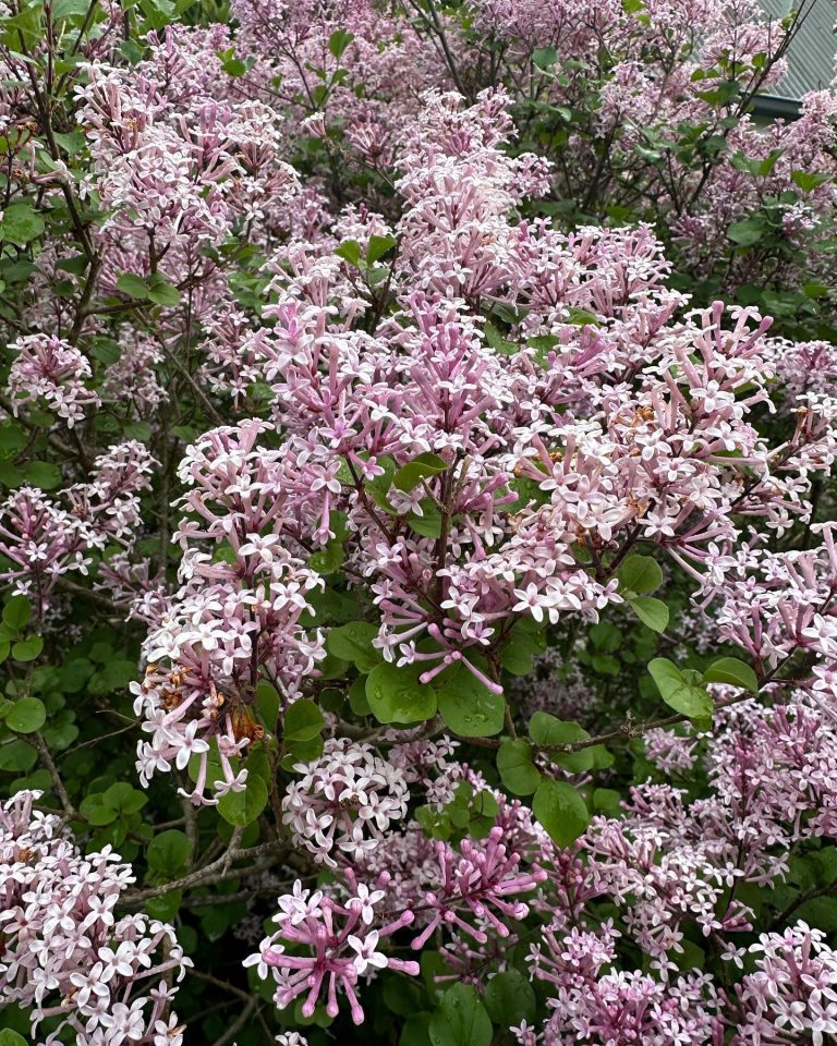 50 Bushes to Make Your Front Yard the Envy of the Neighborhood ...