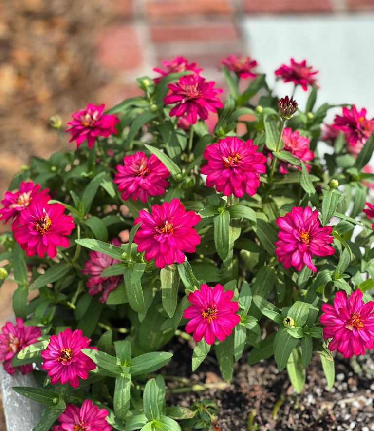 Discover the 50 Most Stunning Flowers for Container Gardens! – Planted ...