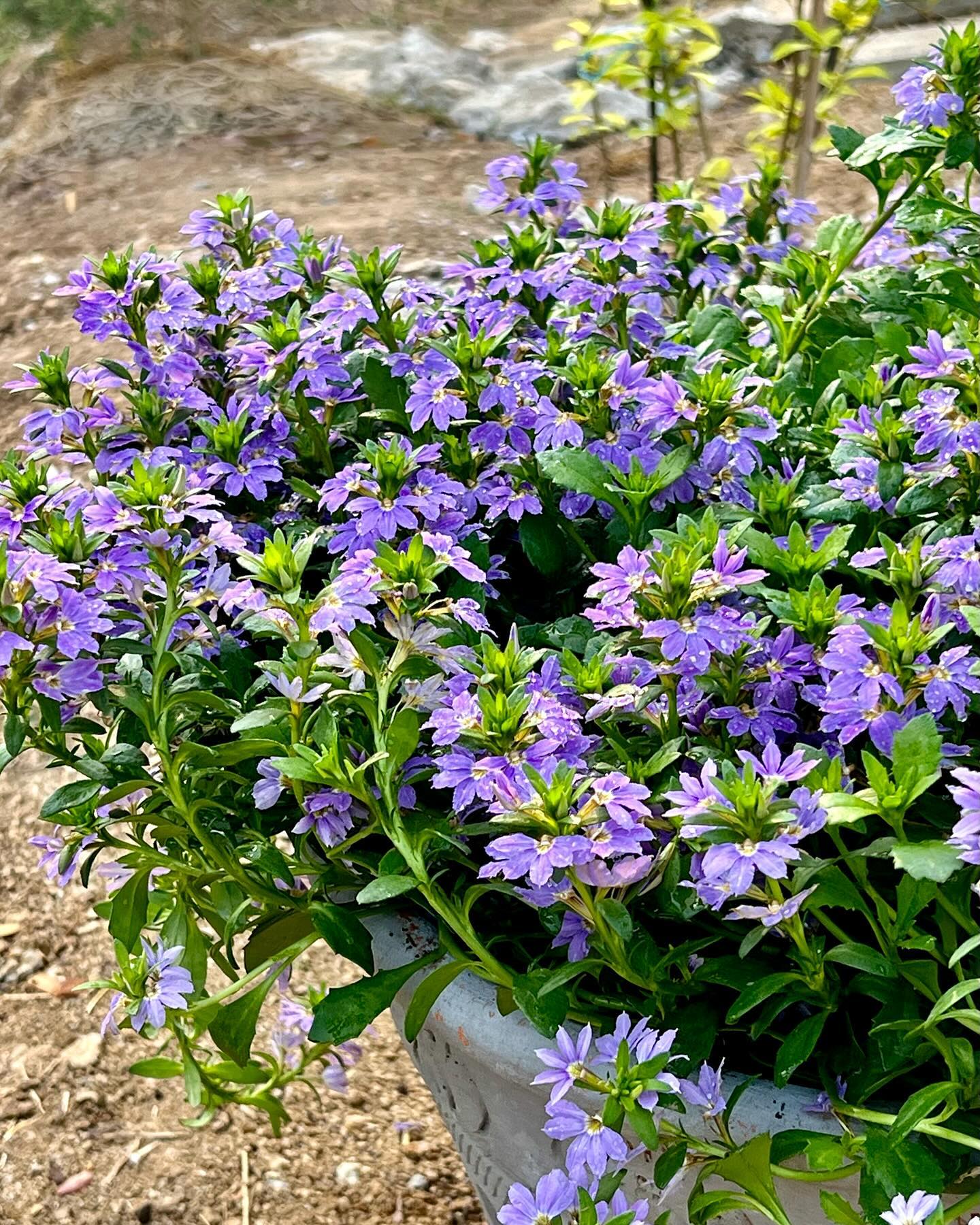 50 Must-See Plants for Creating a Lush Coastal Garden - Planted Shack