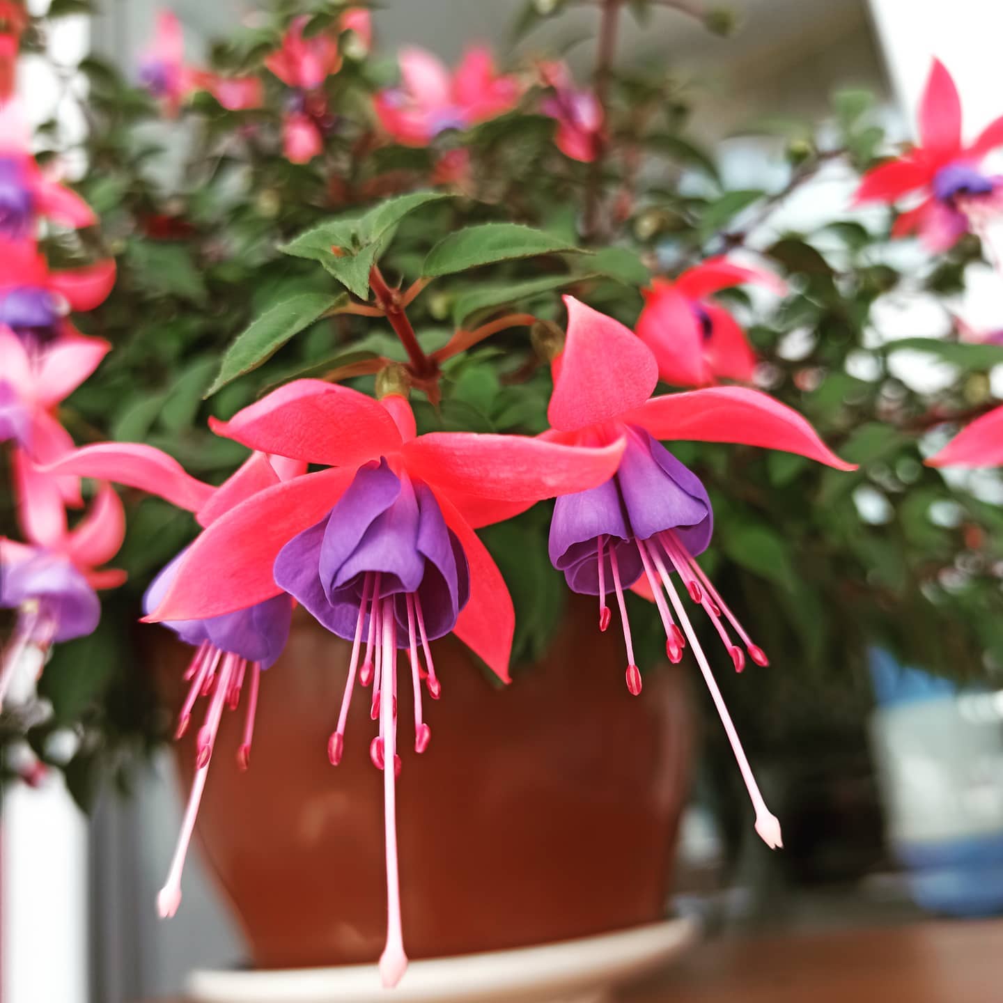 50 Beautiful Potted Flowers to Brighten Your Patio Space! - Planted Shack