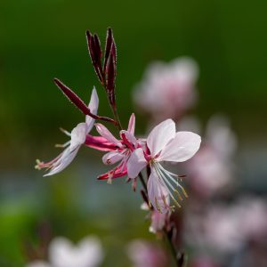 Discover the 50 Most Stunning Flowers for Container Gardens! – Planted ...