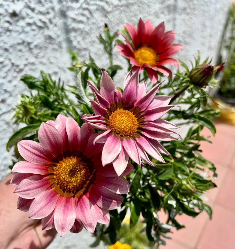 Discover the 50 Most Stunning Flowers for Container Gardens! – Planted ...