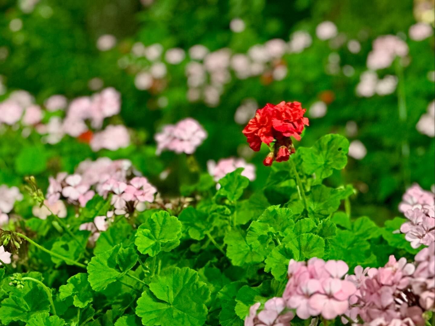 20 Pretty Flowers: A Guide to Growing and Enjoying Delightful Blooms ...