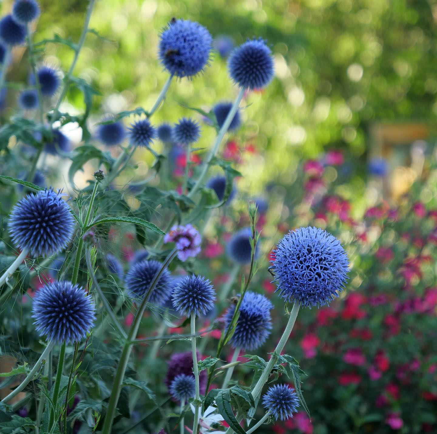 These 50 Perennials Will Make Your Cut Flowers Unforgettable - Planted ...