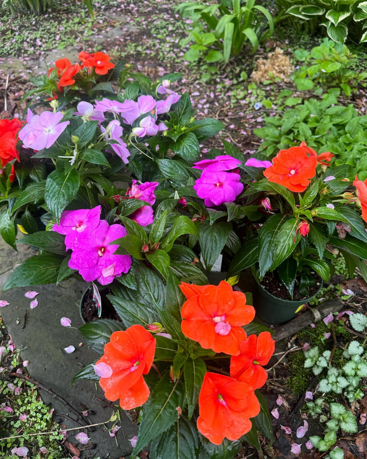 Discover the 50 Most Stunning Flowers for Container Gardens! - Planted ...