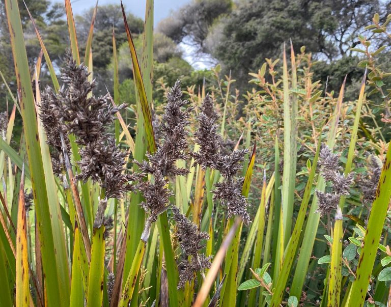50 Must-See Plants for Creating a Lush Coastal Garden - Planted Shack