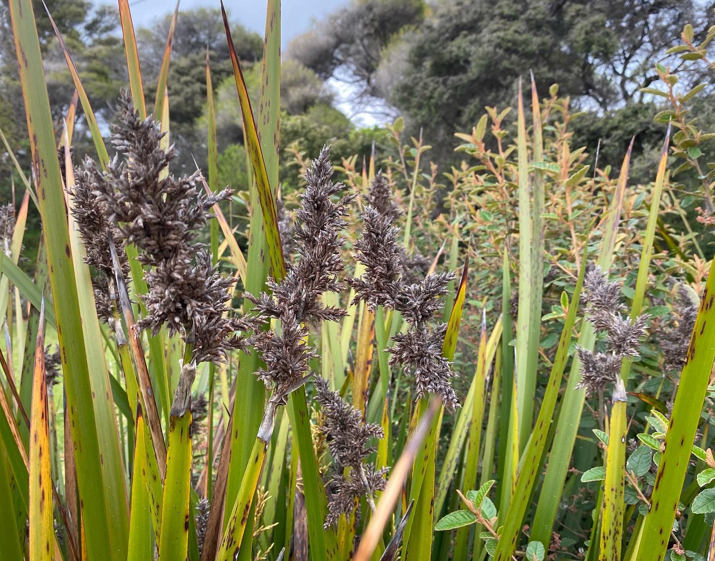 50 Must-See Plants for Creating a Lush Coastal Garden - Planted Shack